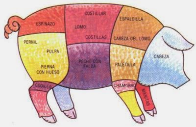 EL CERDO : ANATOMÍA PORCINA