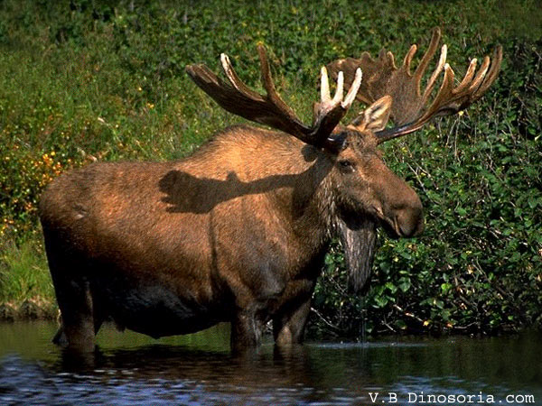 NOS PETITS FRERES LES ANIMAUX: Les élans
