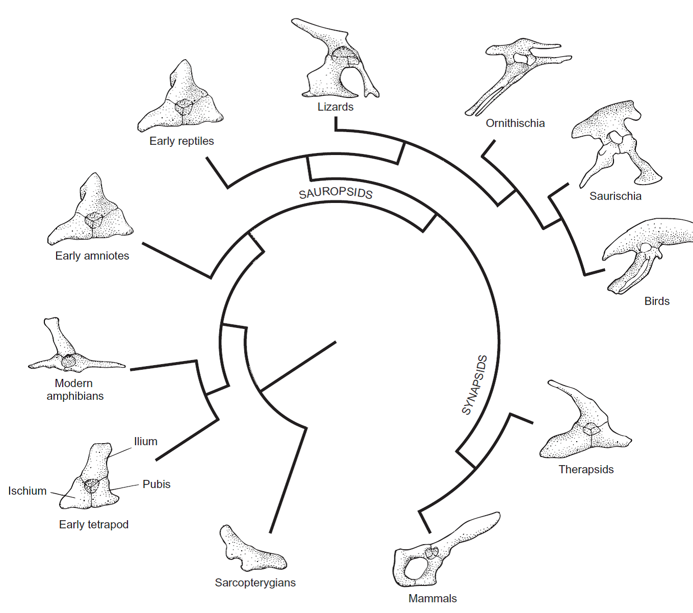 Ciencias de Joseleg: Cintura pelviana en los tetrápodos