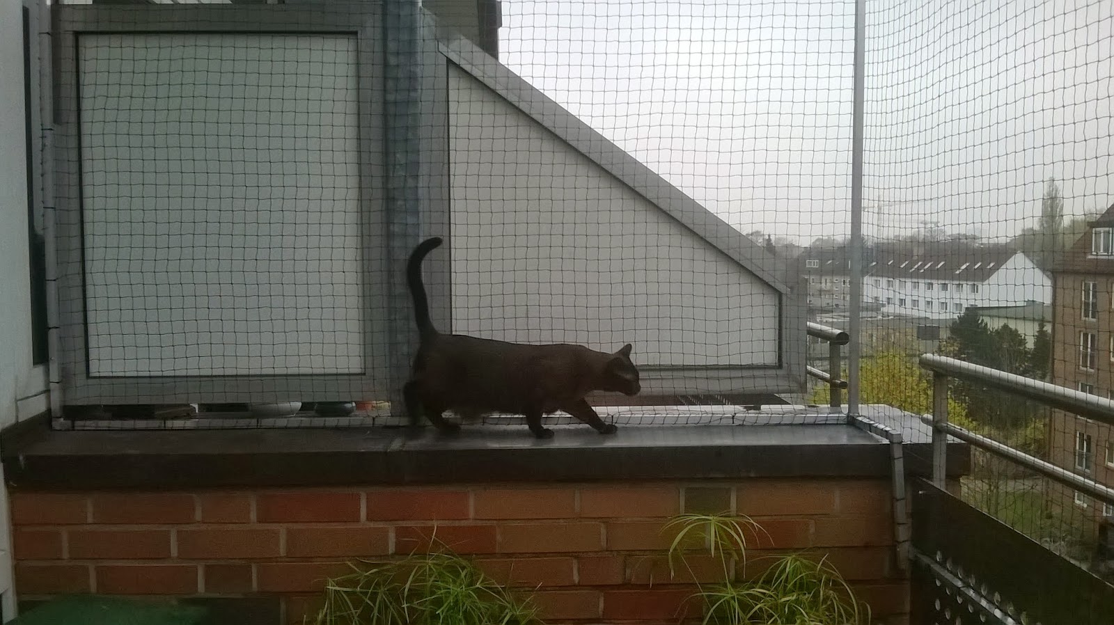 Katzennetz Experte - Katzennetze vom Profi aus NRW: Der Katzennetz ...