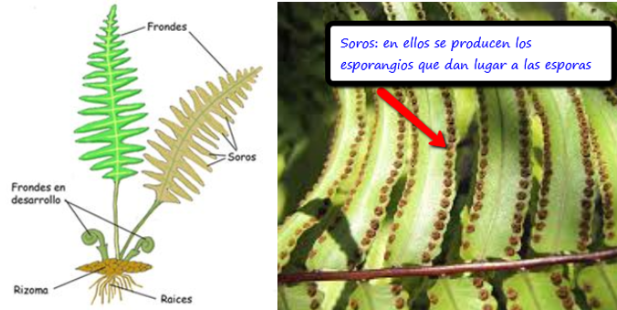 BIOLOGÍA OCTAVO: REPRODUCCIÓN EN HELECHOS