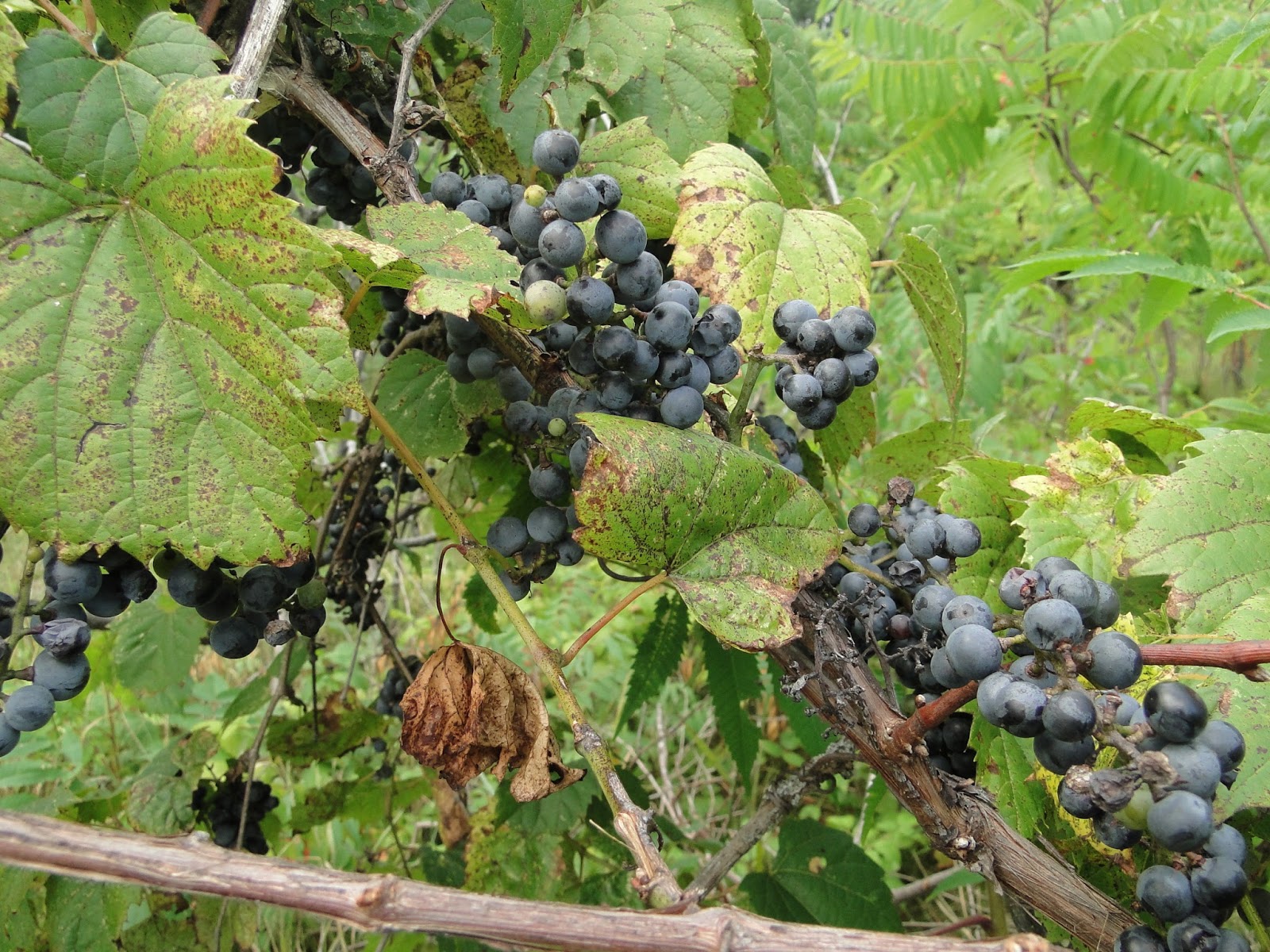 PC, The Traveler: A GARTER SNAKE AND WILD GRAPES