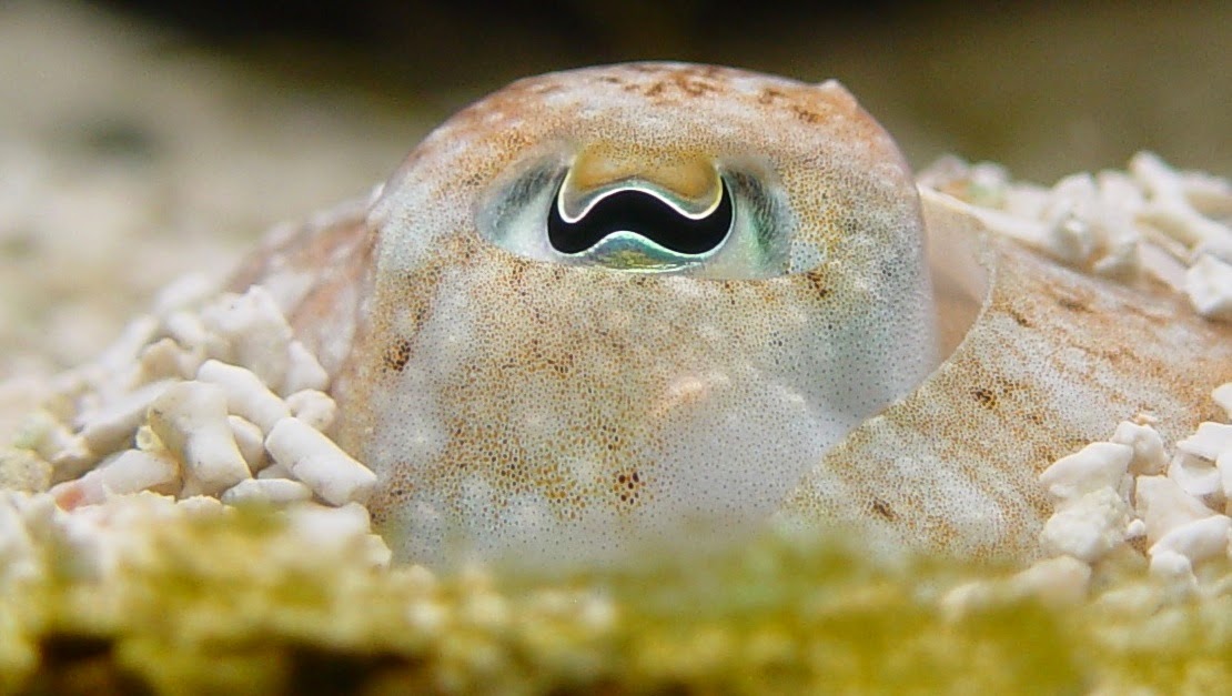 Beetle Boy's BioBlog: Species of the Week: Cuttlefish
