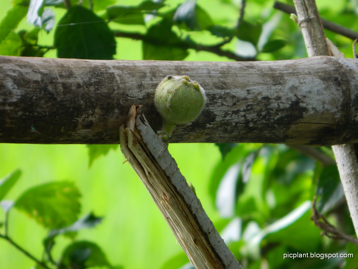 Honey Nectar - మేడిపండు | PicsVillage