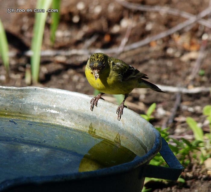 Birding Catalunya: Menjadores per a ocells