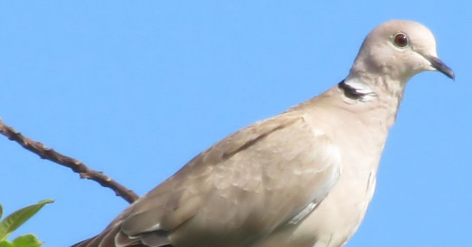 Foto Blog Puerto Rico: Fotos de Aves en Puerto Rico