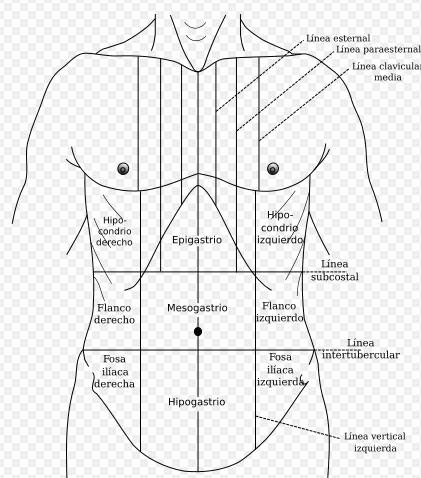Anatomía 1B: Regiones del abdomen