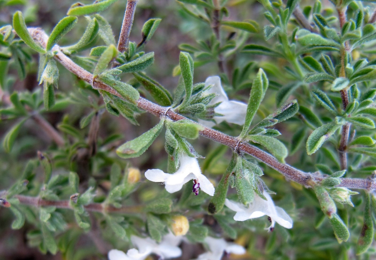 FLORA NEL SALENTO e.. anche altrove: Satureja cuneifolia Ten ...