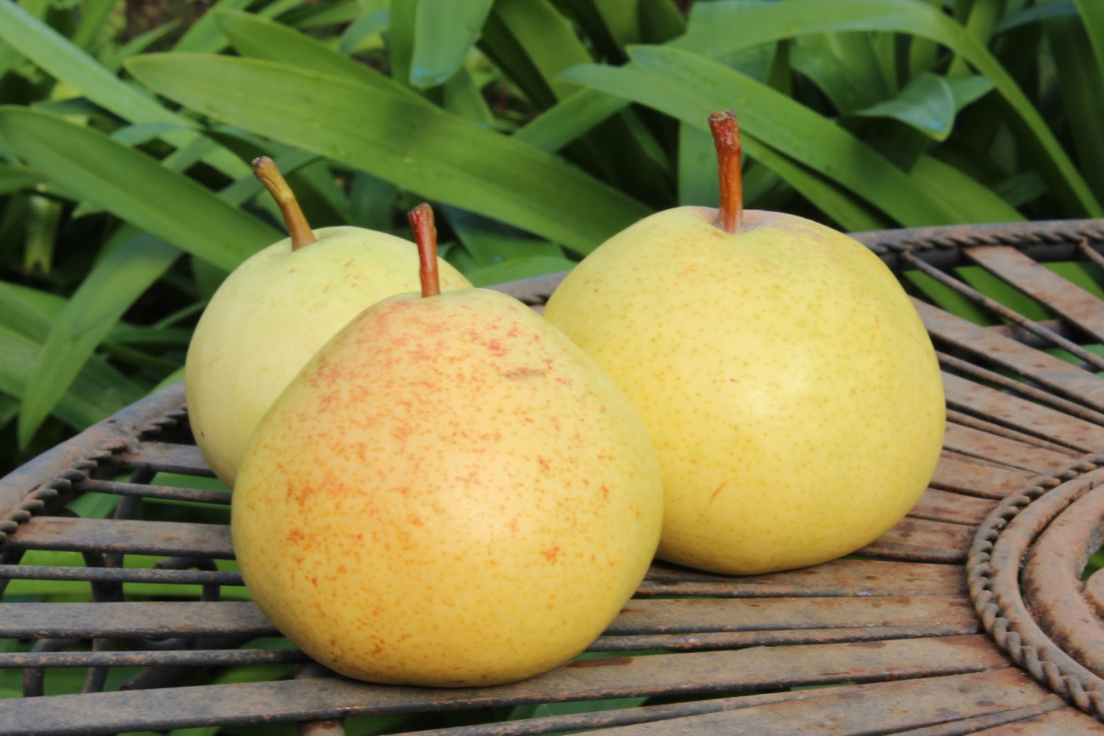 Postcards to France: Pears, Pears, Pears, Pear, Avocado and Parmesan ...