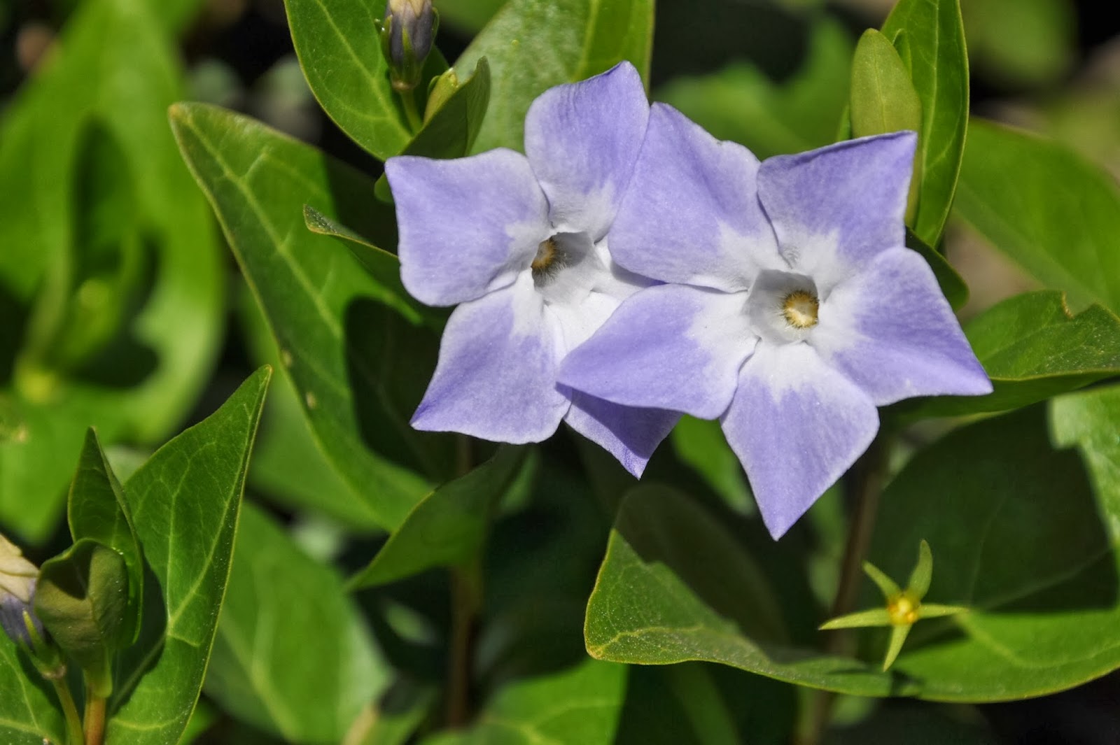 Desde Alájar: Hierba doncella