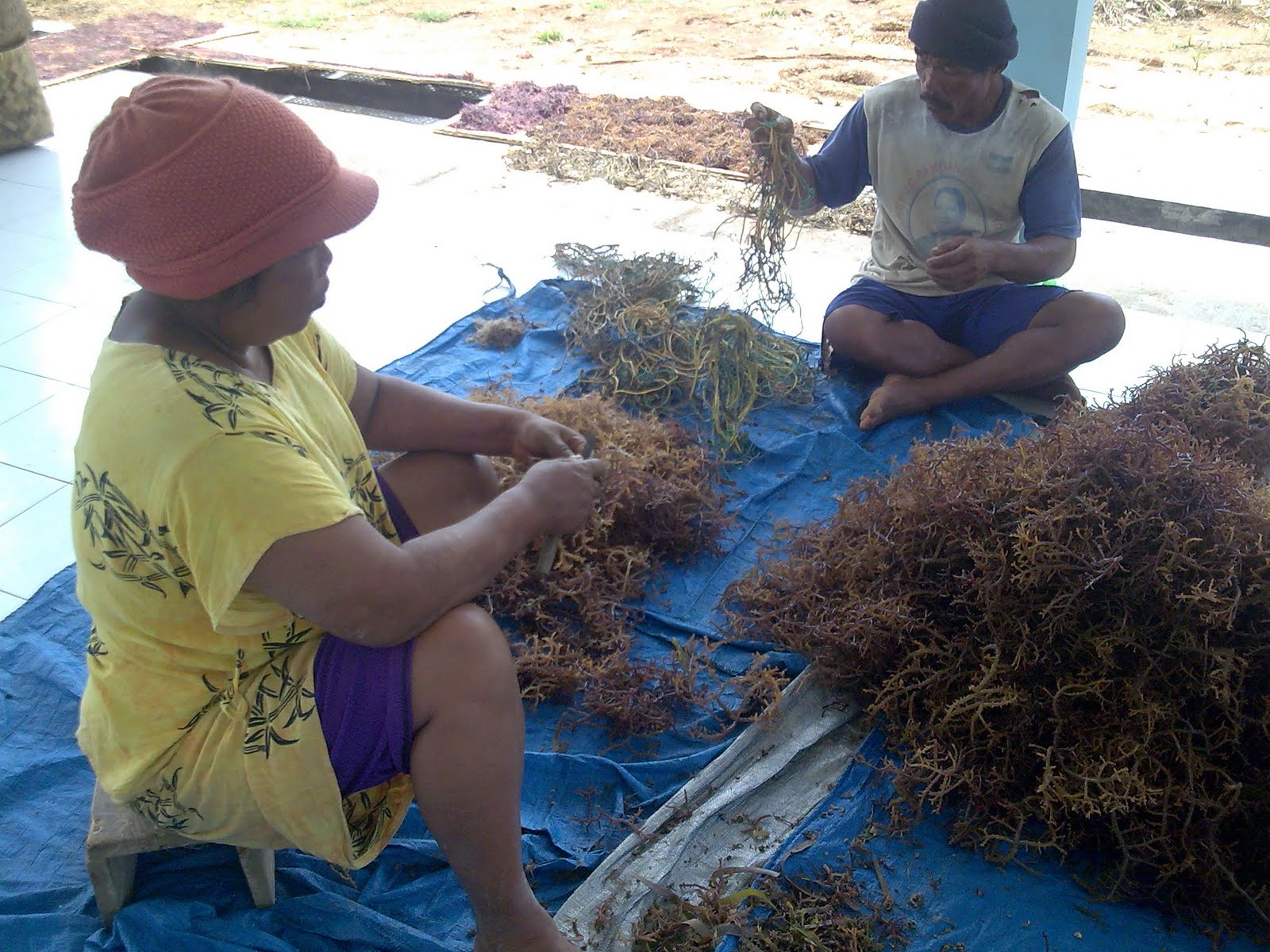 PENANGANAN PASCA PANEN DI KABUPATEN PACITAN – Jati.id
