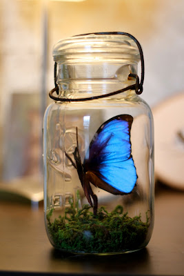 Alfred and Alma's Insect Shoppe: New items : Papilio Apothecary ...