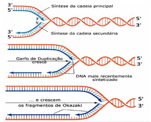 Aula extra: Replicação, transcrição e tradução