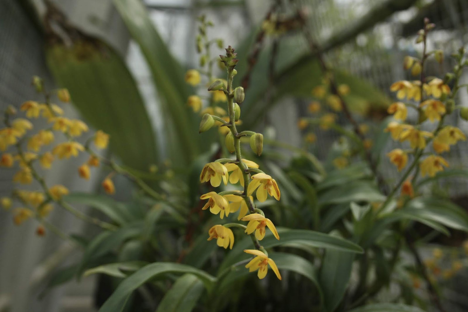 Polystachya pubescens care and culture | Travaldo's blog