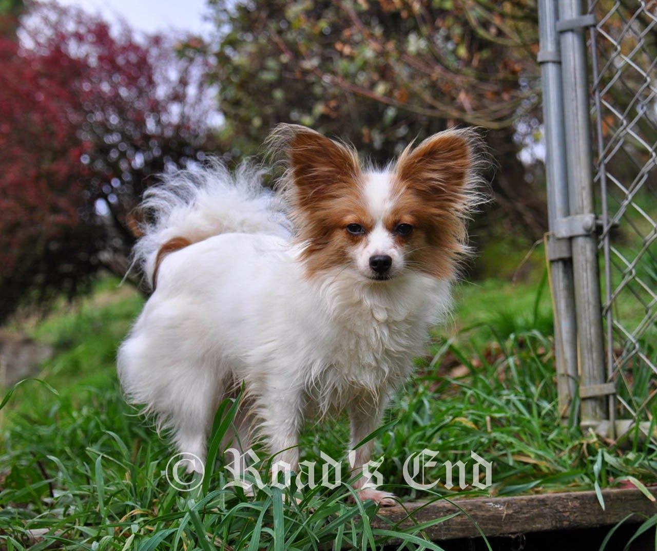 Road's End Papillons : Expecting Papillon Mom