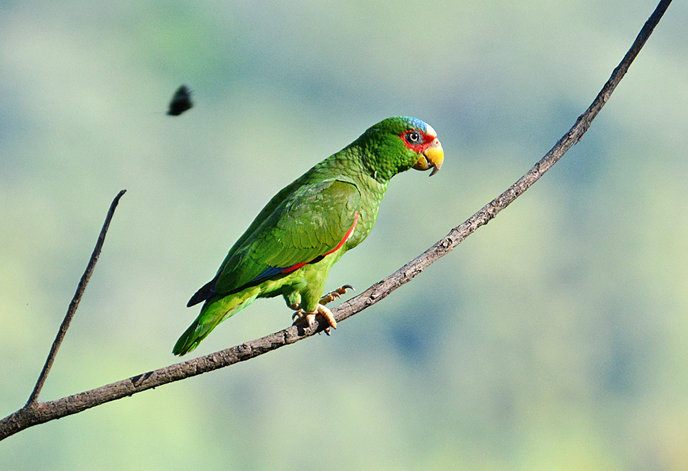 Birds Gone Wild: PURA VIDA IV: All Good Things Must Come to an End (or ...