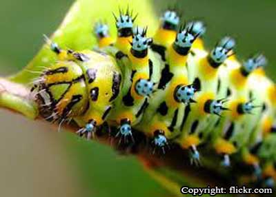 World Top 5z: Top 5 Beautiful Insects (1)