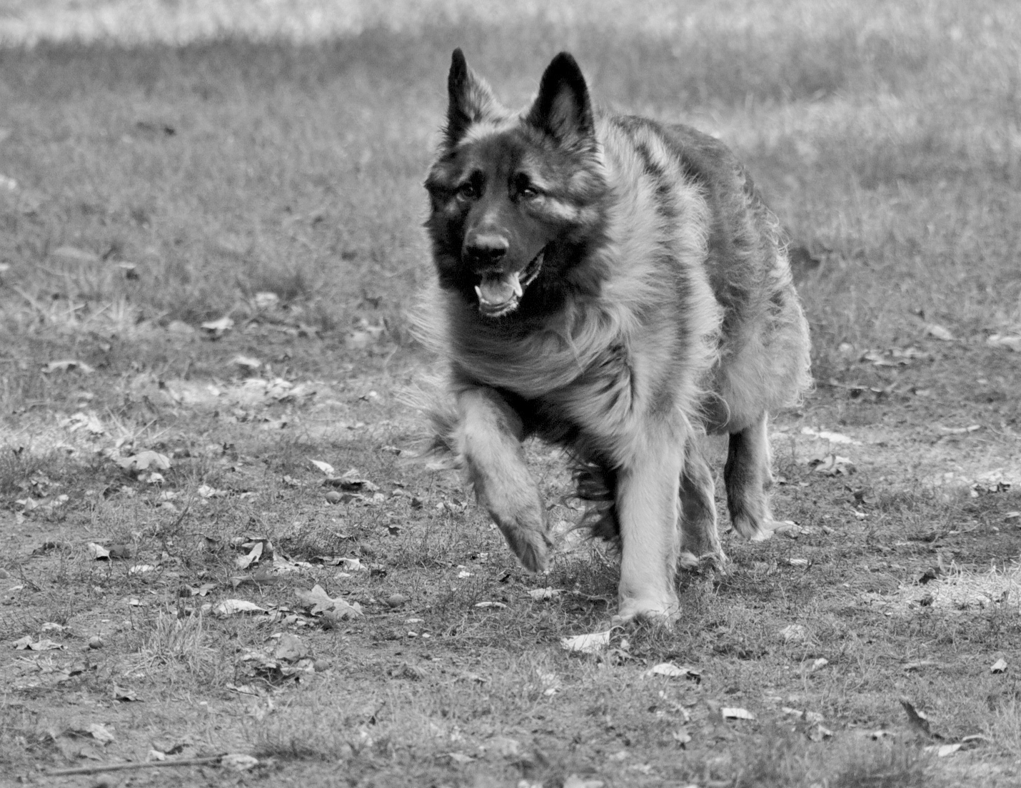 Cooper's Shiloh Shepherd Blog