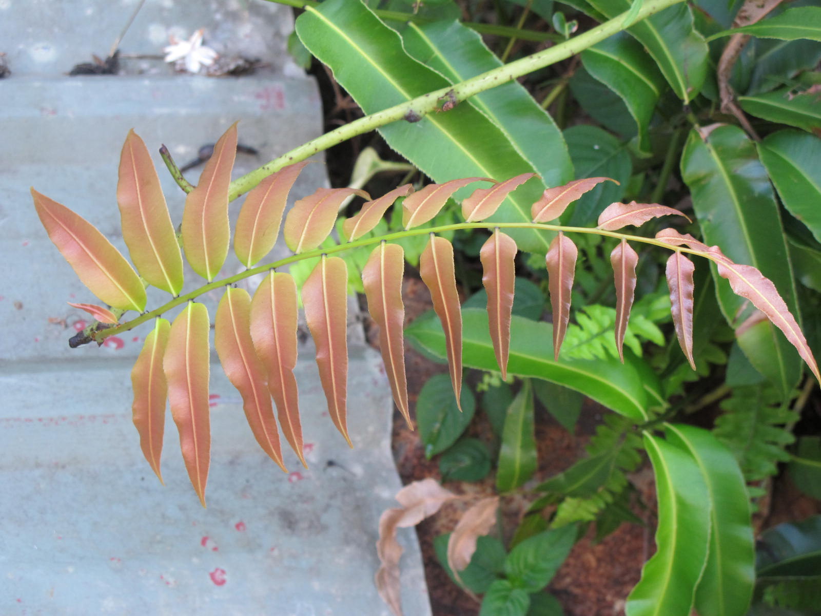 Sarawakiana@2: Midin (Fern Tops)