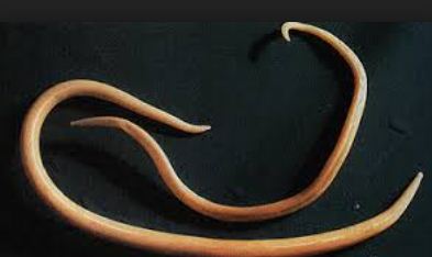 Cacing yang menyebabkan anemia pada manusia adalah....