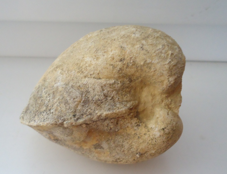 Fossils & Antiques: Fossil Sea Shell Mussel