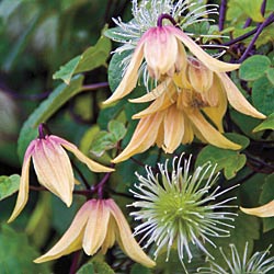 Lavender Garden Cottage: Flower of the Day - Lemon Bells Clematis
