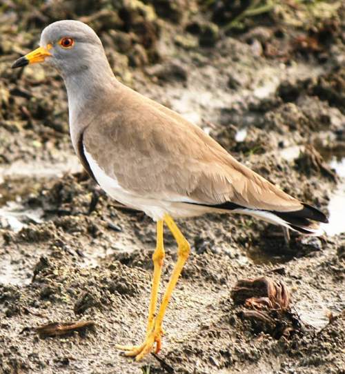 Grey-headed lapwing photos | Birds of India | Bird World