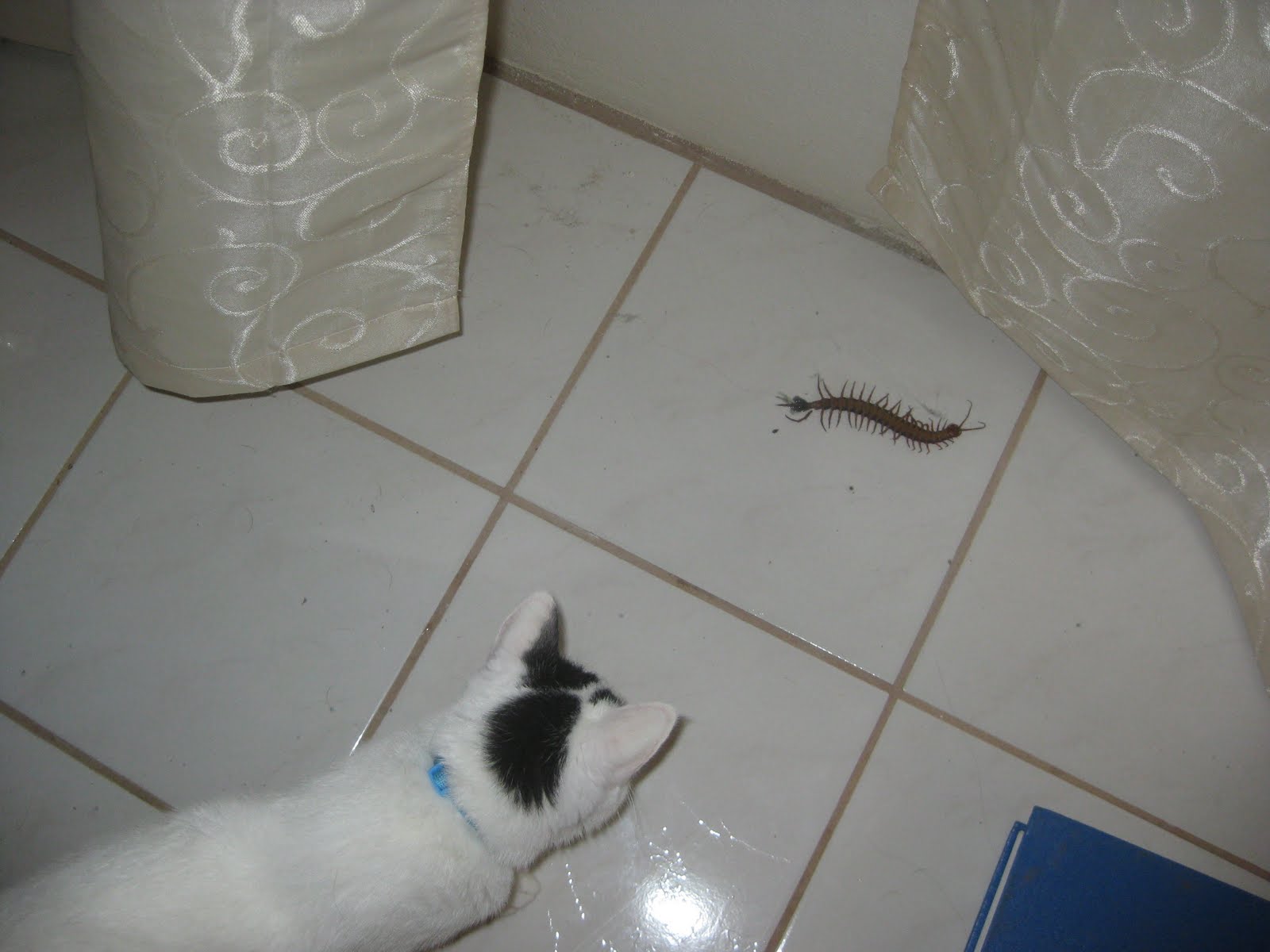 A vet student's life on St. Kitts: Giant centipede encounter!!!