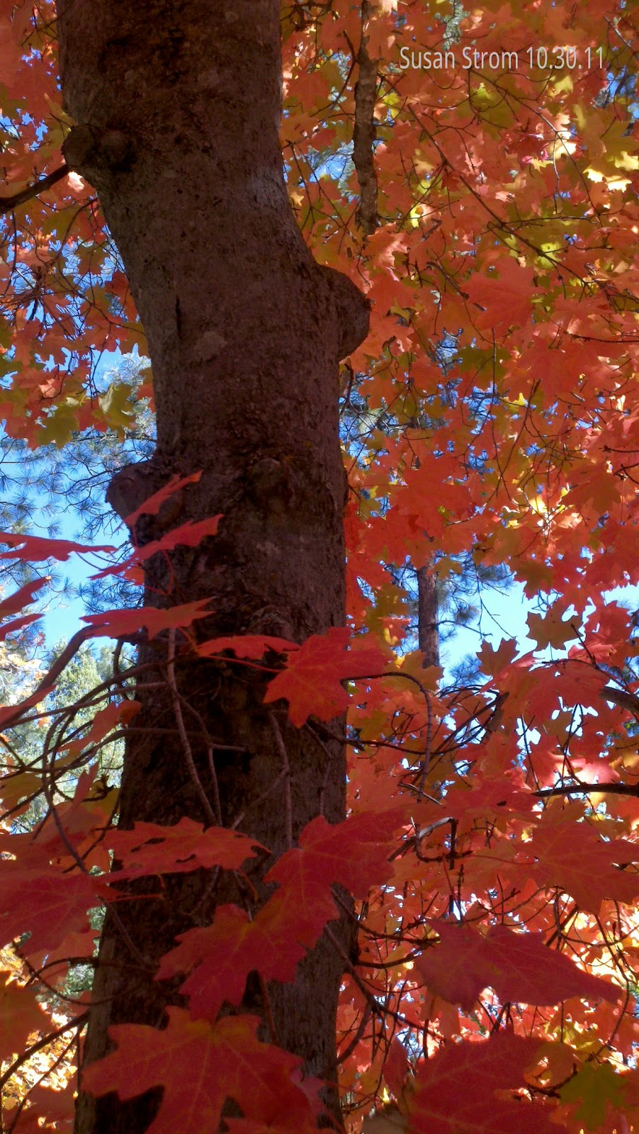 Fall is Calling You: Finding Fall in Arizona