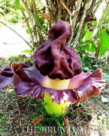 Very Rare 'Stink Lily' Found Growing in Brunei