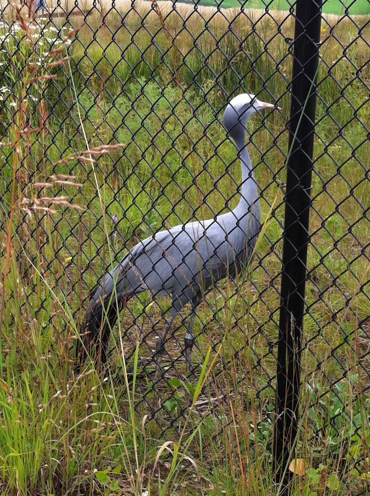 Lauren's Life Book: Blue Crane (Anthropoides paradiseus): the ...