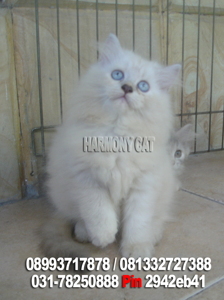 Hamster Dan Kucing Persia Murah Surabaya: DI JUAL KUCING BETINA BULU ...