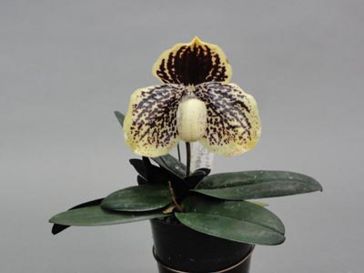 Orchid wish list. - UPDATED 21 June 2016