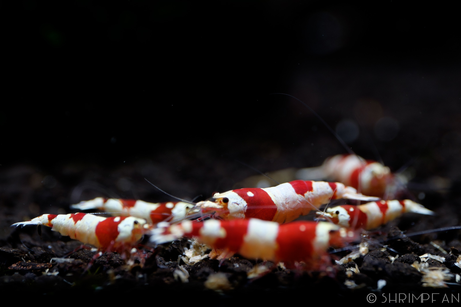 ShrimpFAN: Photoburst: Ellen Wang Pure Red Line