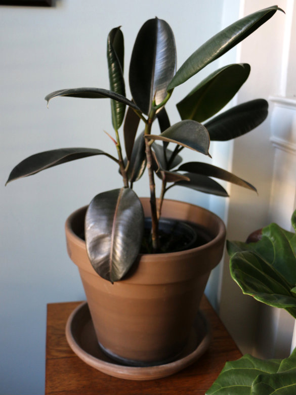 Indoor Office Plant Updates: We've Got New Rubber Tree Growth! | 17 Apart