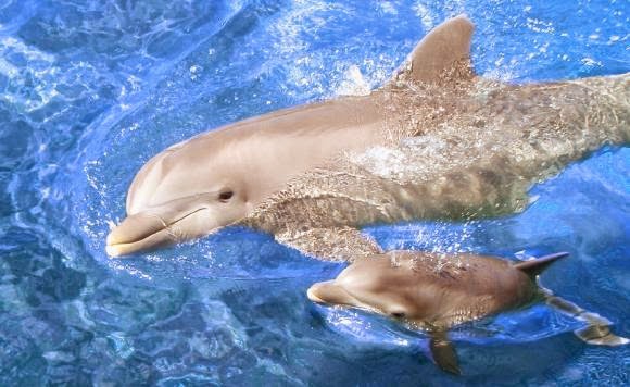 Delfines - Imagenes: Imagen delfin con su cria bebe [19-8-15]