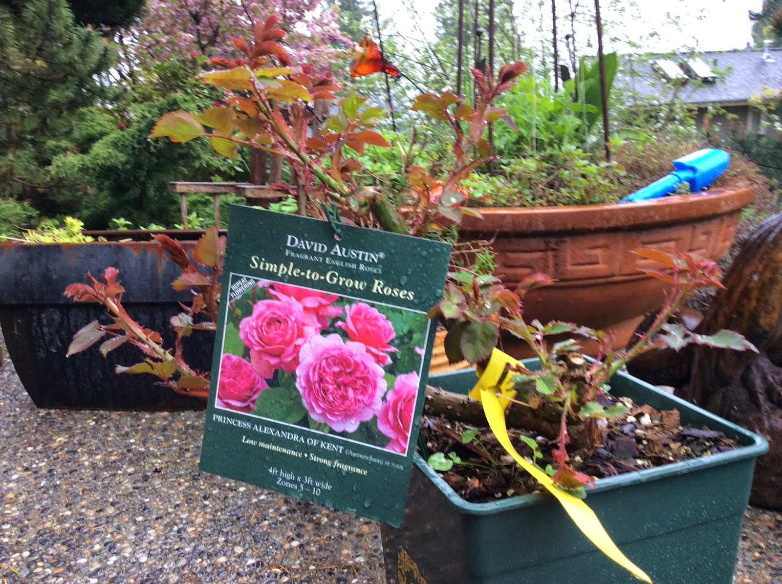 West Coast Gardens: Roses!!!!