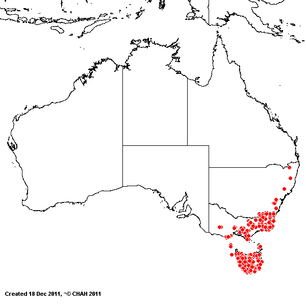 Plant Nerd School for Plant Nerds: Mountain Pepper - Tasmannia ...