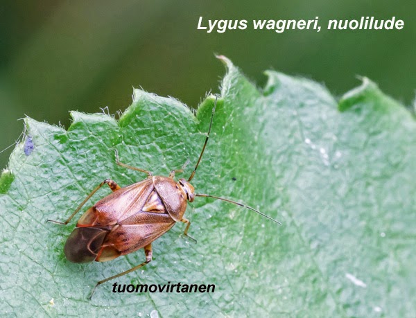 tuomovirtanen: Suomen luteet-Heteroptera-Bugs of Finland