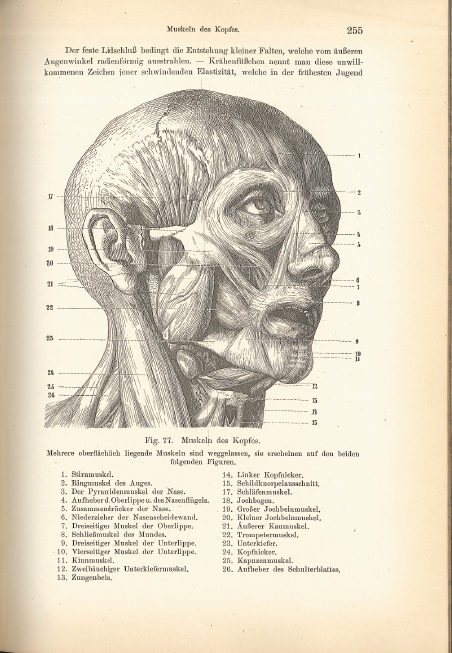 Research of Artistic Anatomy: Update: Kollmann, Julius Konstantin Ernst ...