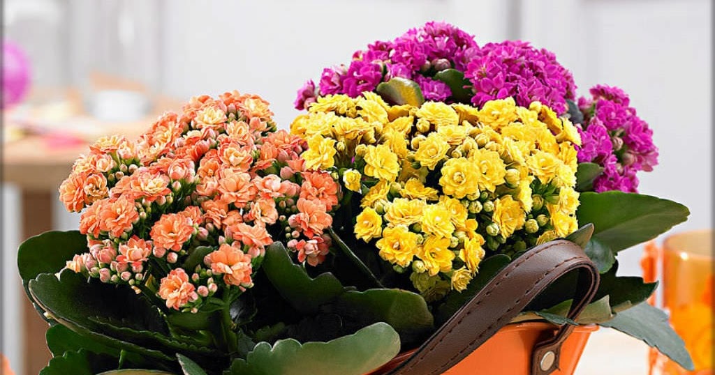 How to Grow and Care for Calandiva