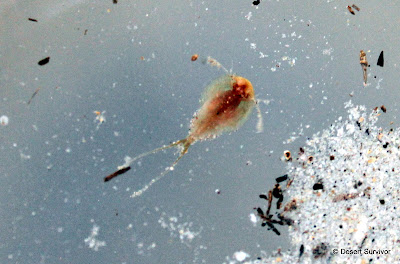 Desert Survivor: Fun with Triops