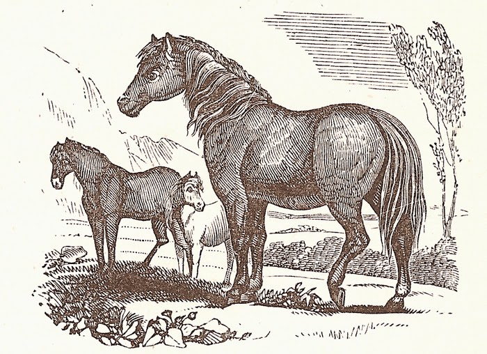 Galloway pony - Alchetron, The Free Social Encyclopedia