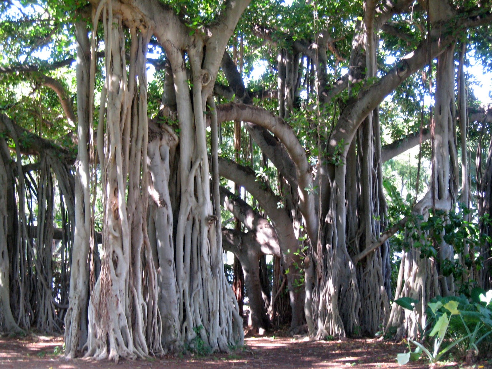 Jax Stumpes: Hawai'i - Honolulu Zoo (12/23-24/2011)