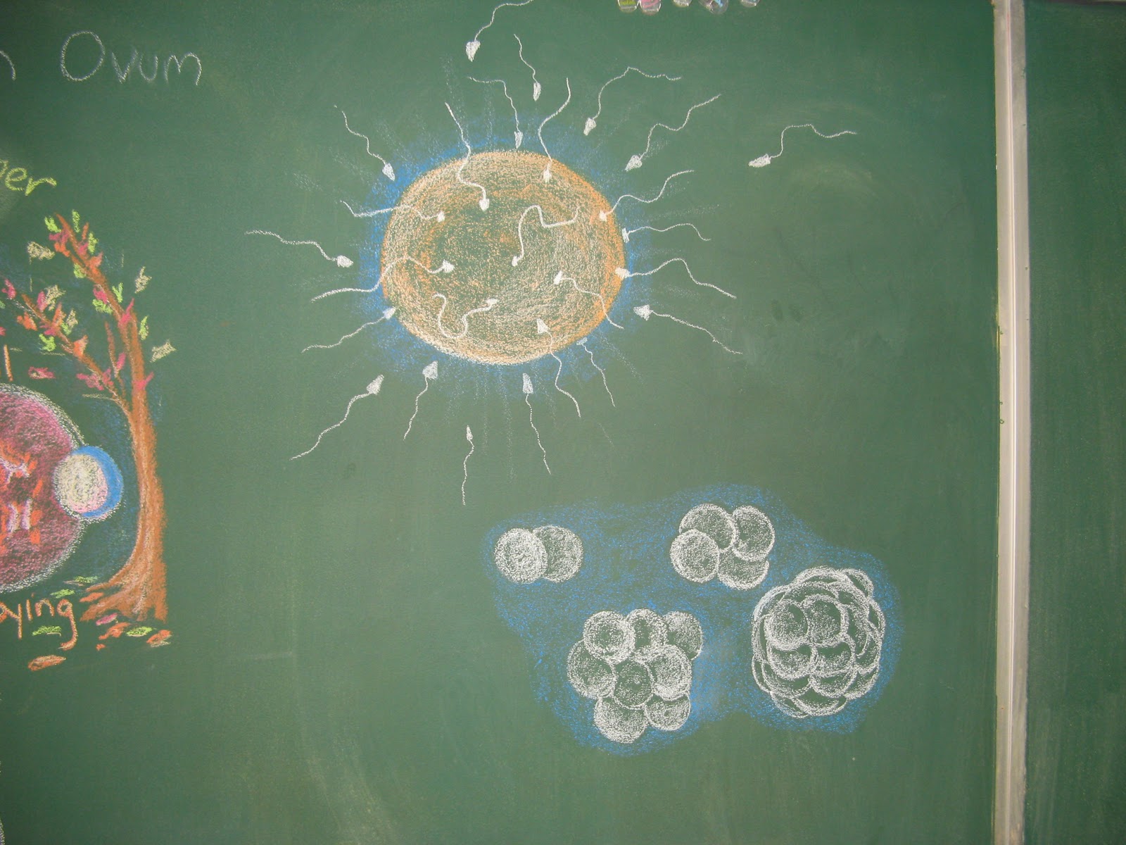 Teaching Handwork: Waldorf 7th grade reproduction Human A & P