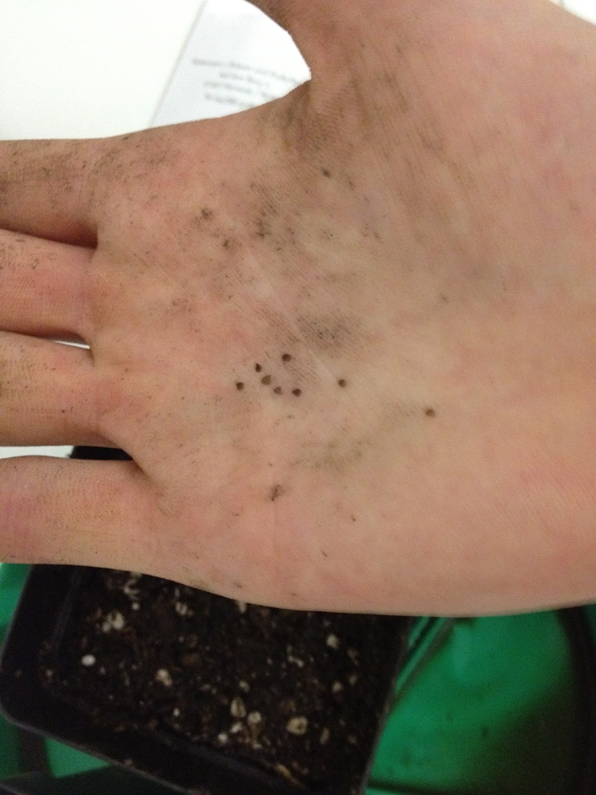 Oanstein: Anbau von Cystus - Zistrosen - Cistus incanus ssp. tauricus