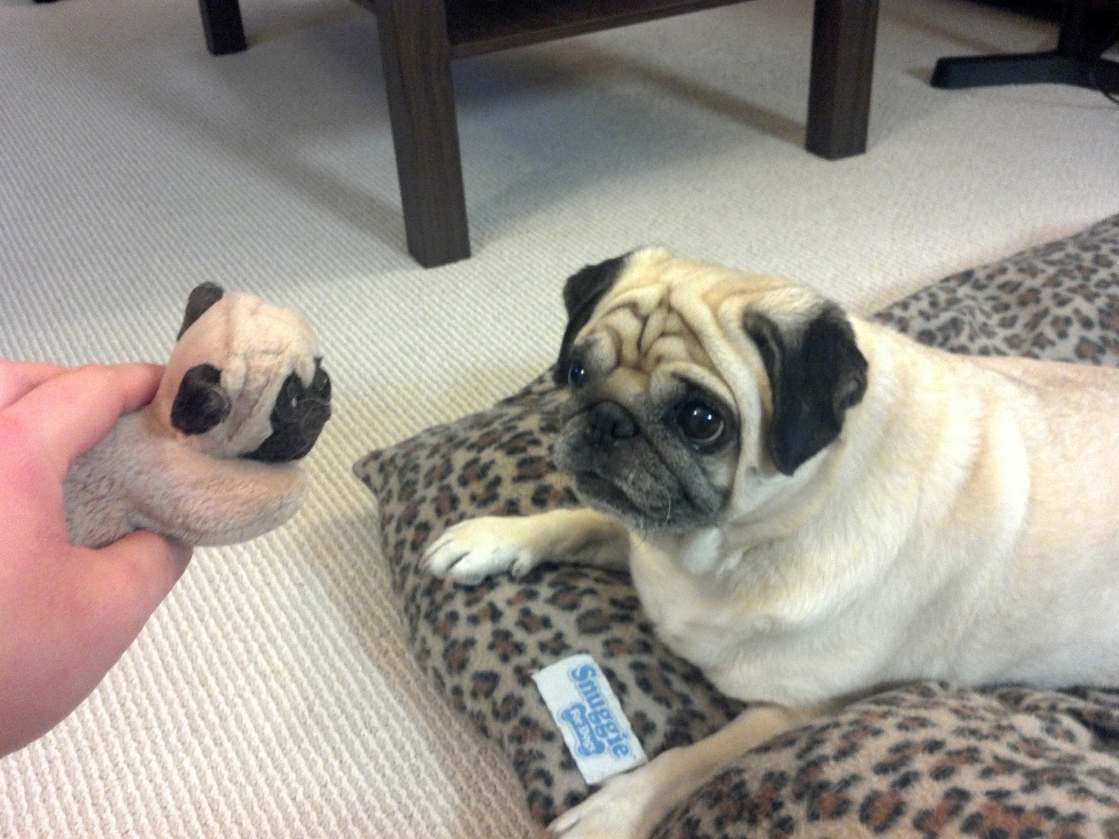 Lil Smug Pug: Internet Madness, Pug Photos, and New Harness - Yippee!