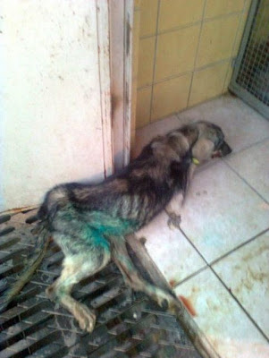 NOBLE GALGO: POR FAVOR, DIFUNDIR Y PEDIR PARA QUE ESTA MASACRE TERMINE ...