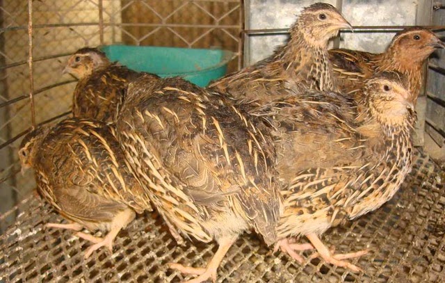 Servicios Integrales del Agro.: ENFERMEDADES DE LA CODORNIZ