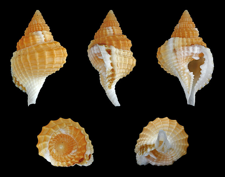 Variety of Life: Personidae